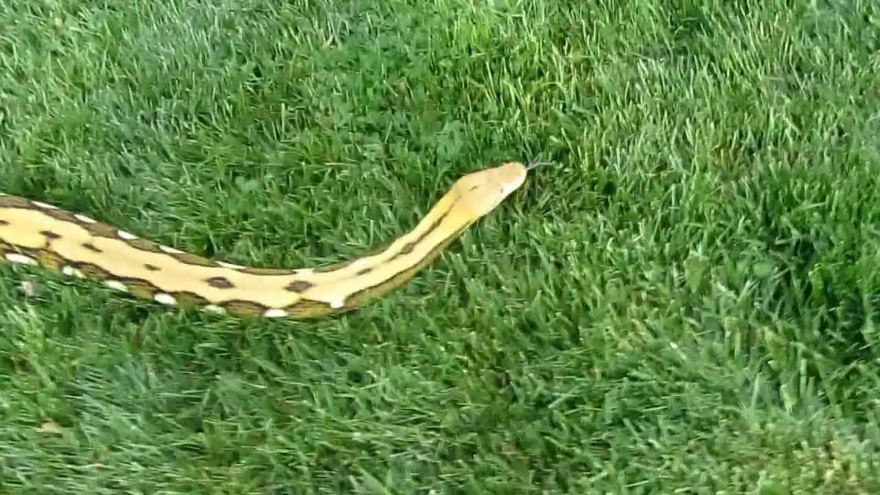 Tiger Reticulated Python - YouTube