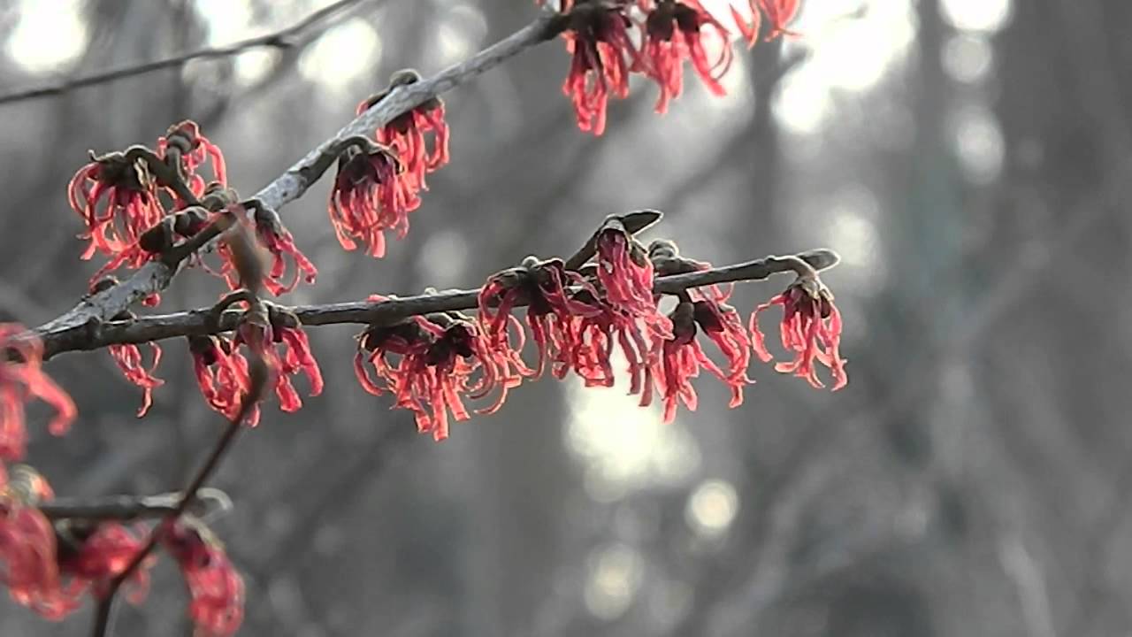 Hamamelis intermedia Ruby Glow - YouTube