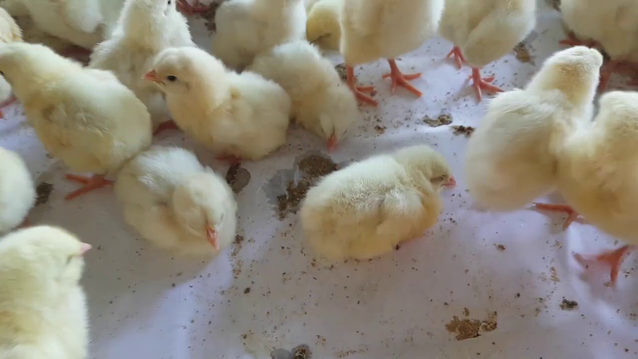 New Second Batch Of Sisiw 1300 Heads - YouTube