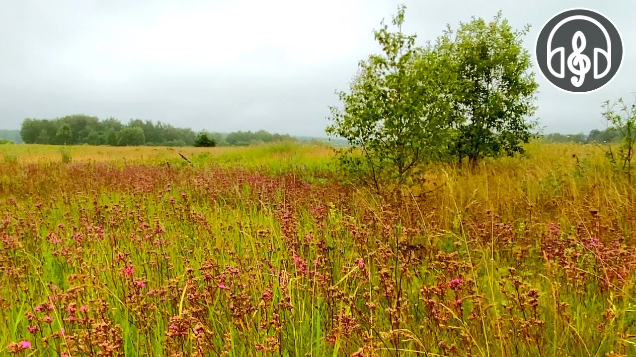Very beautiful birdsong in the June meadow. 6 hours of 4K video. - YouTube