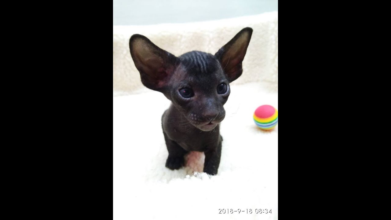 Peterbald flock girl 5 weeks old - YouTube