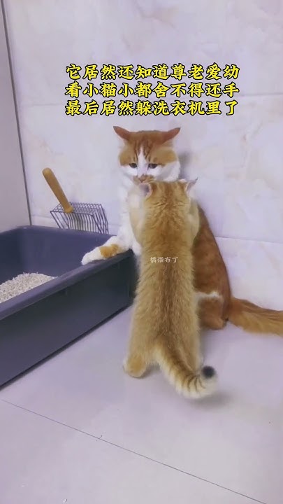 这玩意尊老爱幼,就逮我这个中间的使劲欺负啊!看见小猫就怂了,我太难了啊!斤的猫斤的反骨 猫咪的不服全写在脸上 反骨猫 铲屎官的乐趣 田园橘猫 Youtube