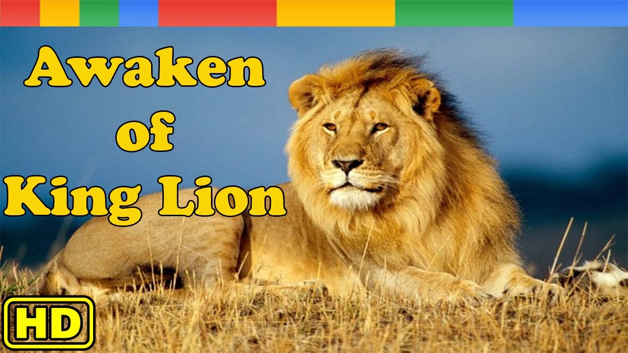 Lion Documentary - Awaken The Bravery of King Lion in Africa - Nat Geo ...