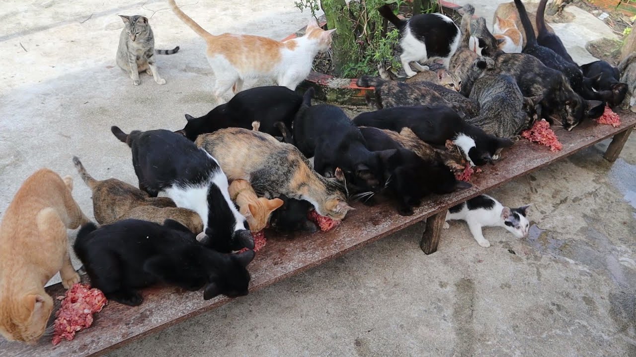 30 Cats Feeding Raw Chicken - Hungry Cats eat chicken - YouTube