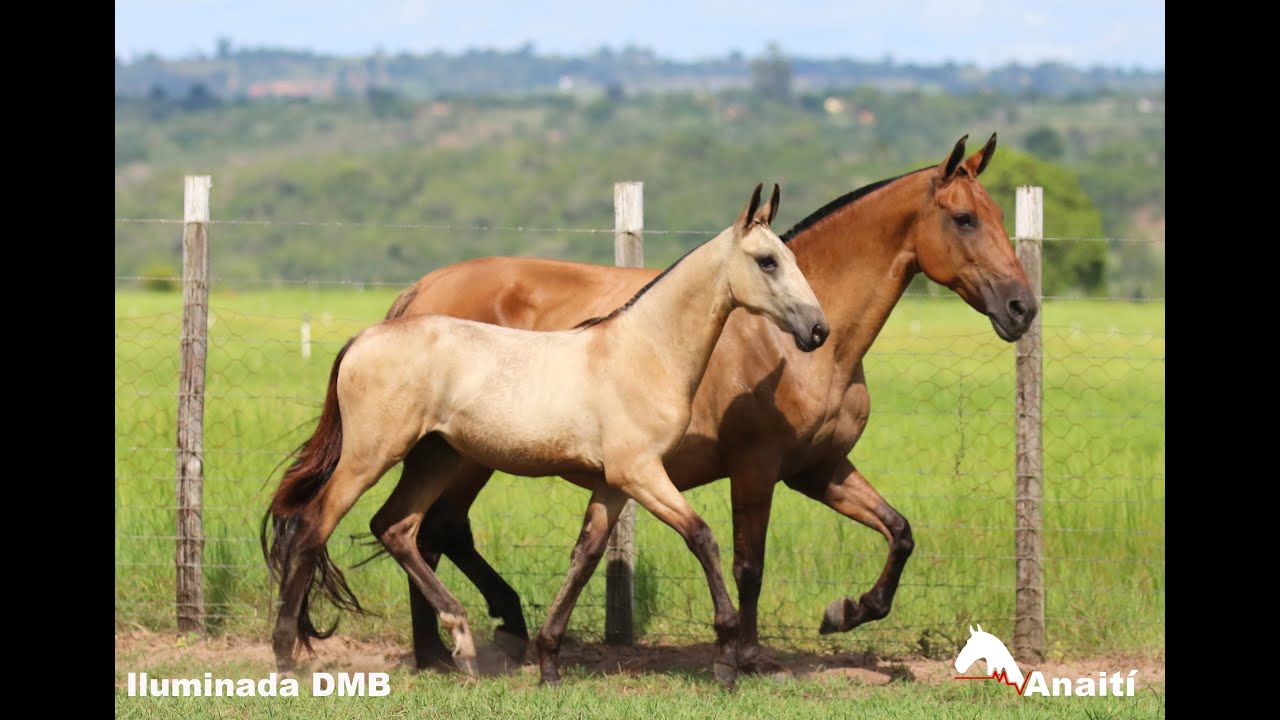 Iluminada DMB V TV - YouTube