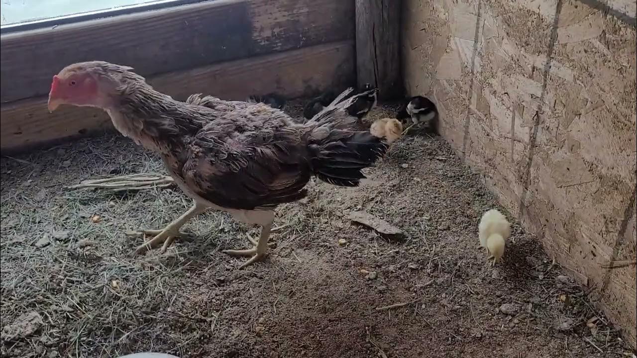 mus saib kuv cov qaib thiab los tham pem uasi - YouTube