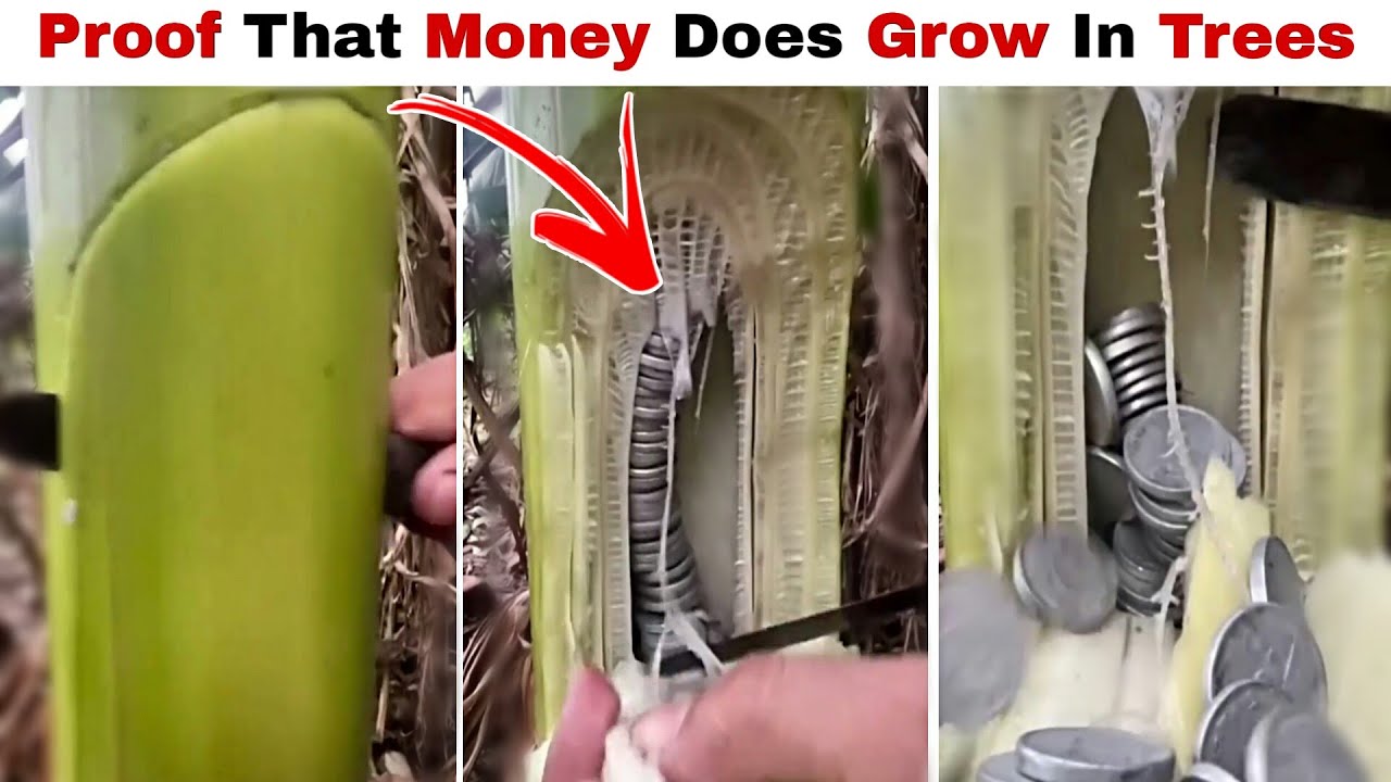 Man found money inside the tree | Unexpected moments | Funny memes ...