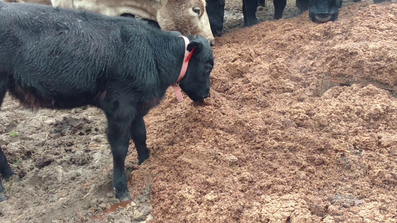 Eat Ruby eat - YouTube