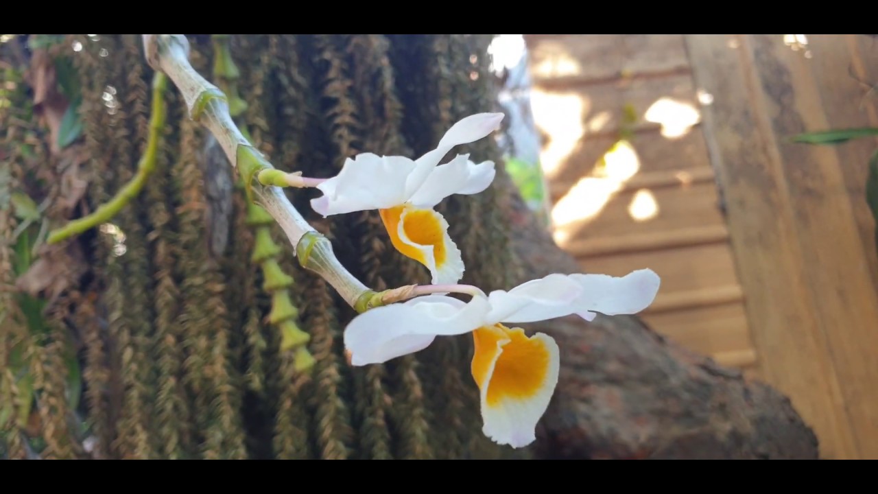 Lan Trúc phật bà trồng thướt vú sữa - dendrobium pendulum - YouTube