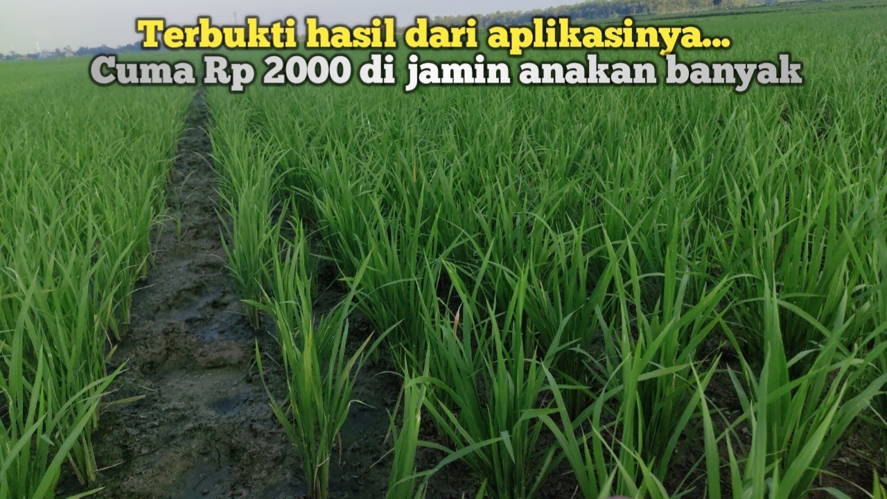 Hanya modal Rp 2000, padi akan sehat anakan membeludak daun selalu ...