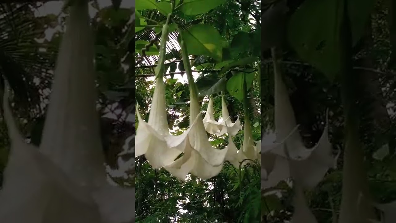 Bunga Kecubung Hutan | Terompet Malaikat | Tananan Hias - YouTube