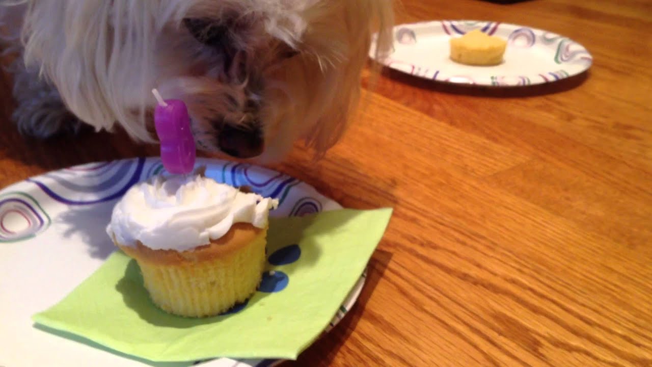 Dogs Eating Cupcakes