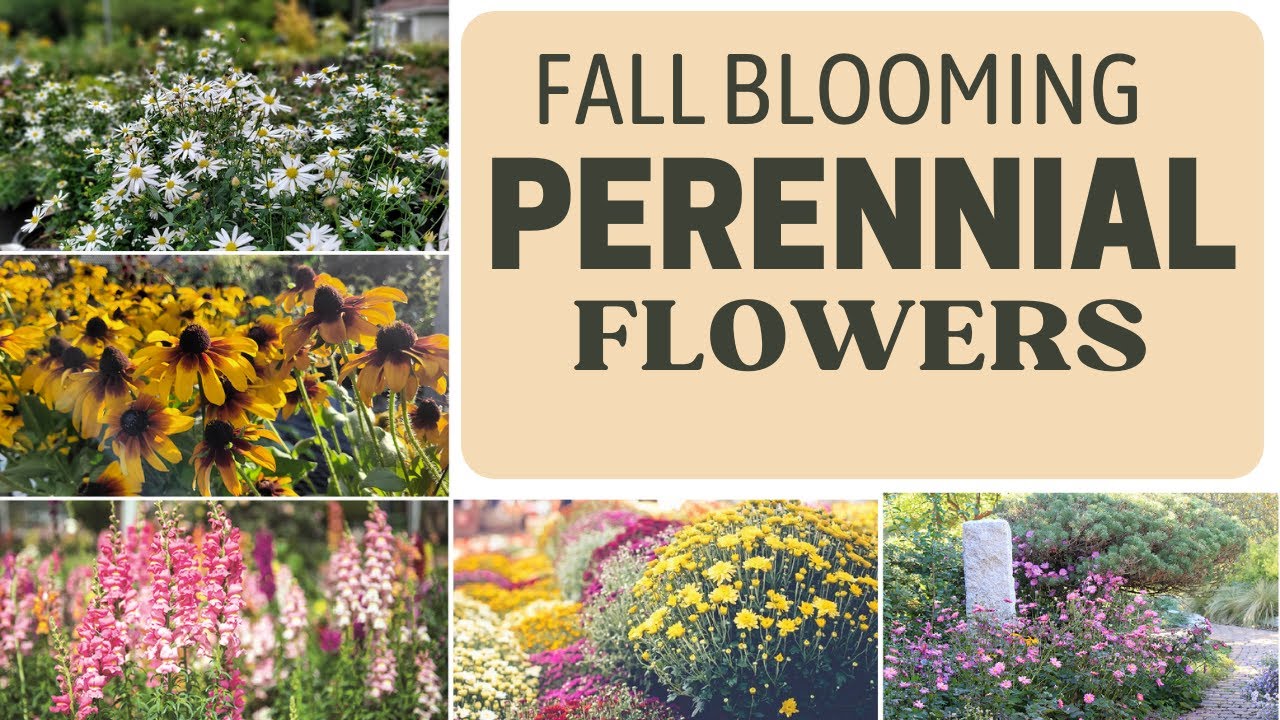 Fall Season Flowering Plants | All season perennials | Best Perennials ...