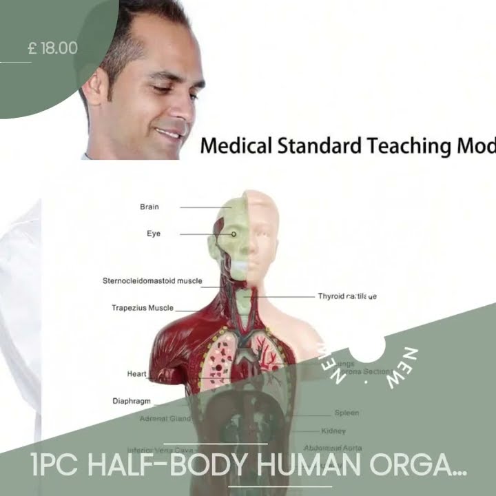 1pc Half-Body Human Organ, Bone And Skeleton Model Set Science ...