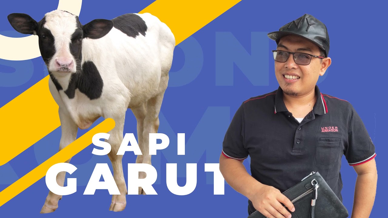 PELATIHAN MANAJEMEN TERNAK SAPI, IKLAN SAPI TERNAK, SAPI POTONG, BIBIT ...