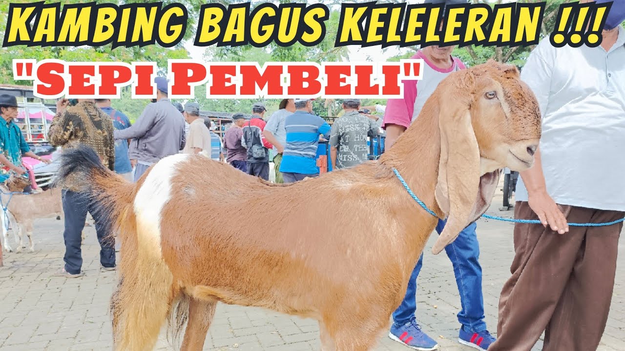 Update Harga Kambing Hari ini di Pasar Hewan Wlingi-Blitar. Sabtu, 01 ...