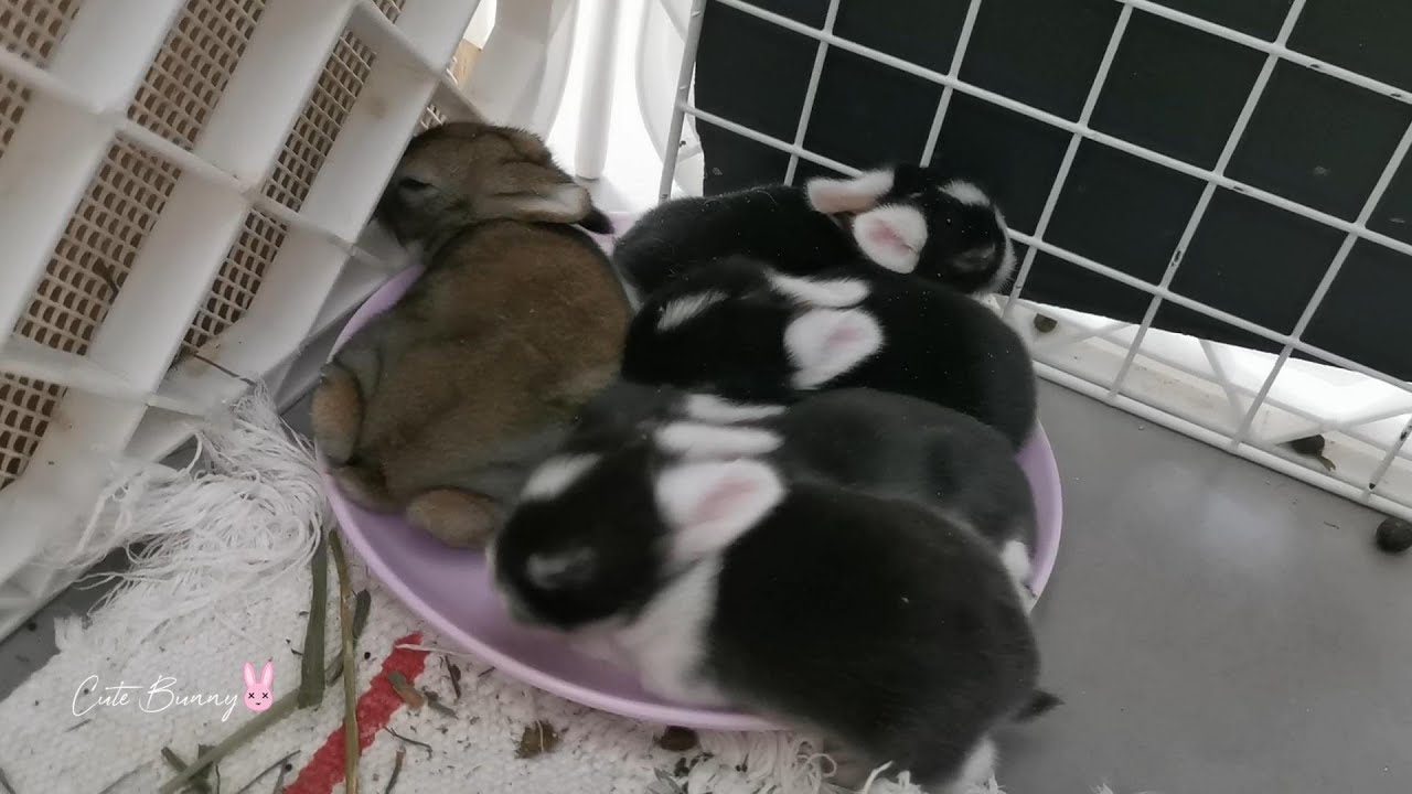 Funny and Cute Baby Bunny Rabbits Video 2 | Happy Bunny Videos - YouTube
