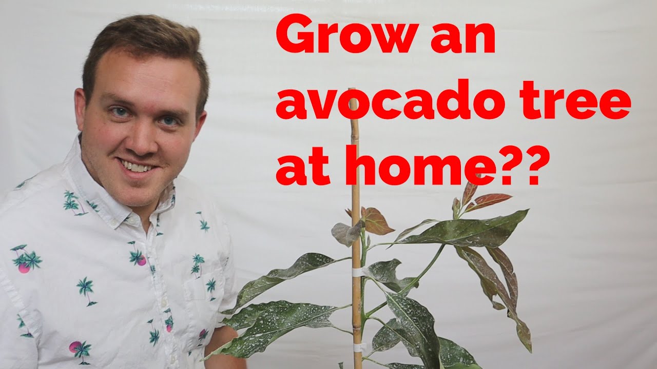 Unboxing and Planting a Little Cado Wurtz Dwarf Avocado Tree from Four ...