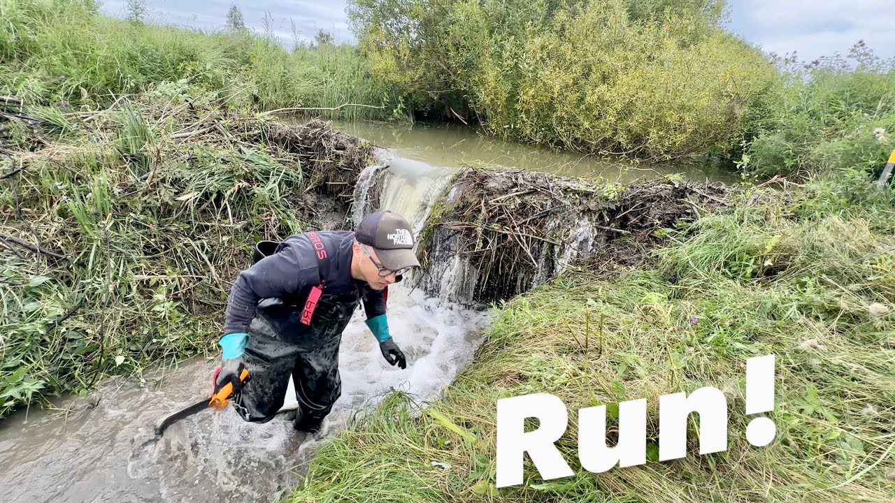 Beaver Dam Burst Caught on Camera! - YouTube