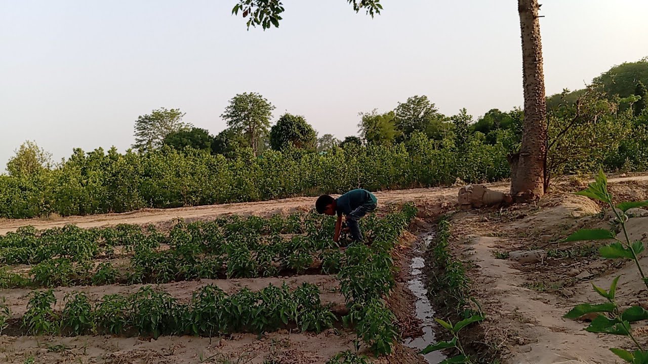 |Early morning routine in village |daily village life and best moments ...