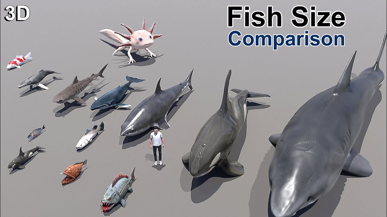 The Ultimate Shark Size Comparison - YouTube