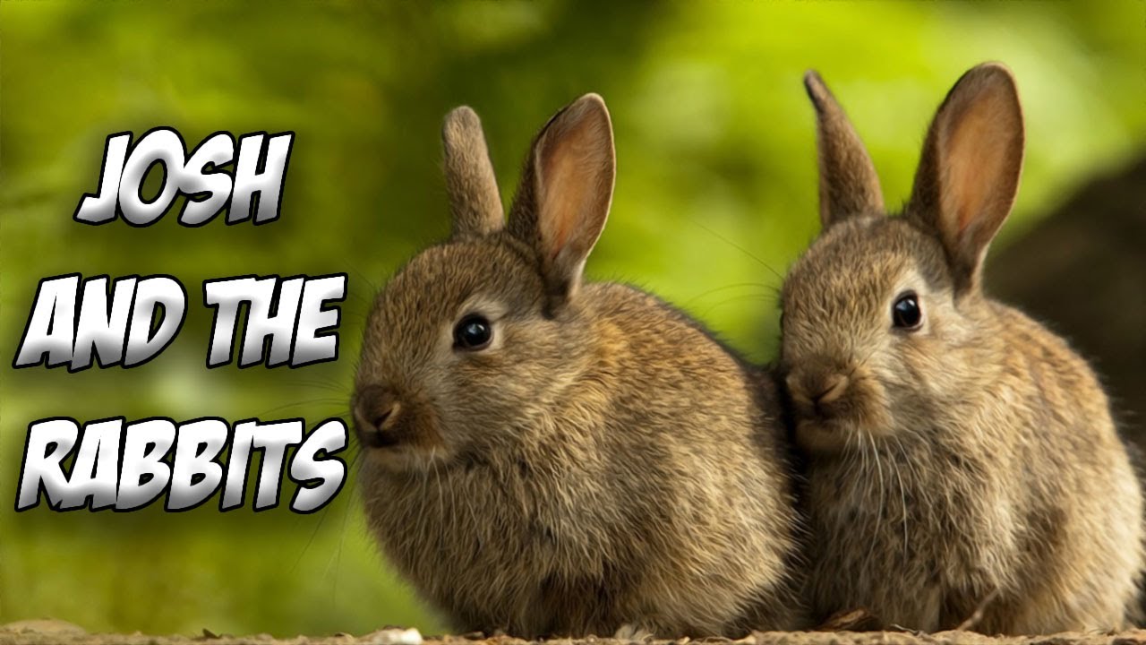 Josh and The Rabbits | Ace Clips - YouTube