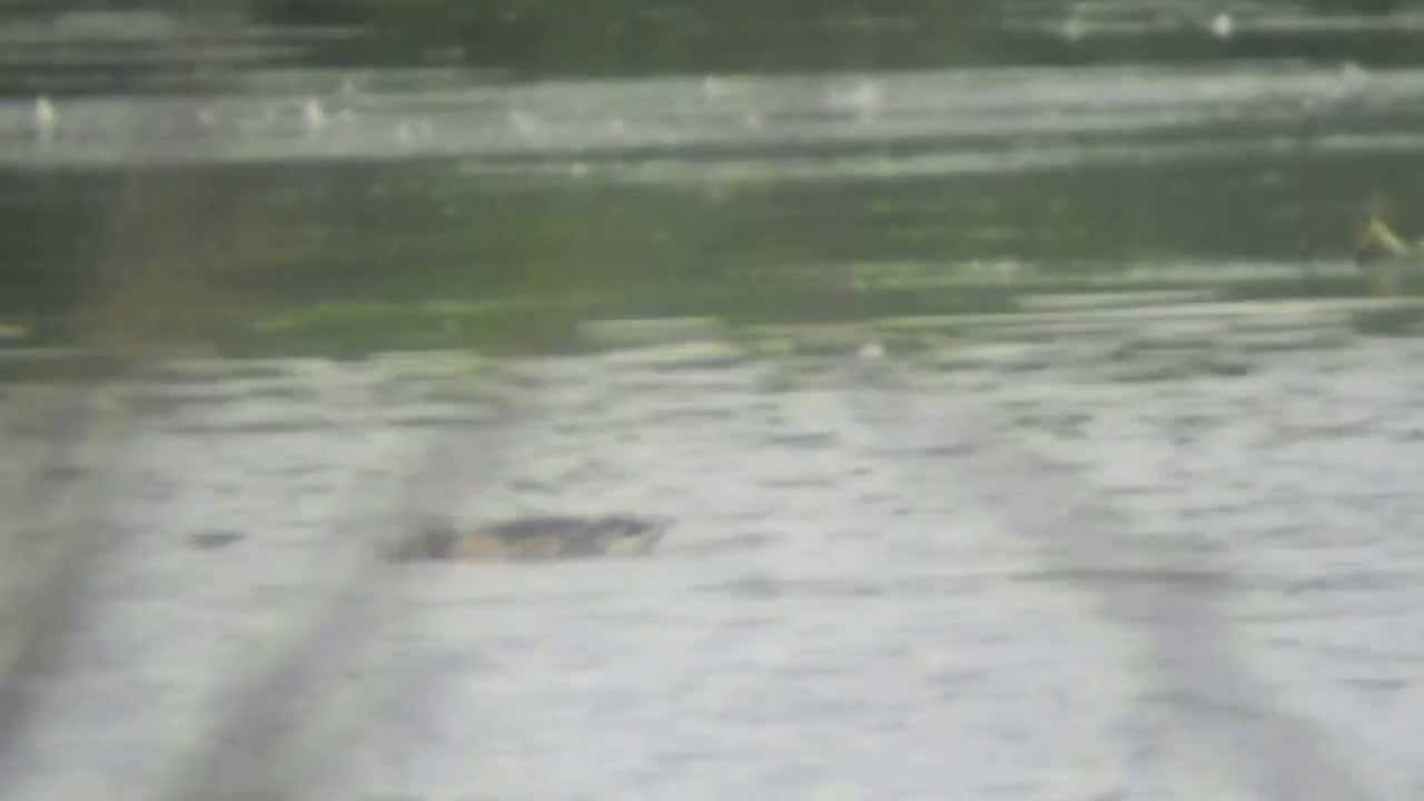 Eclipse Drake Garganey at Birstall Meadows part 2 - YouTube
