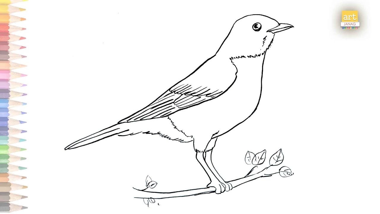 Robin drawing | How to draw A Robin | How to draw A Bird - YouTube