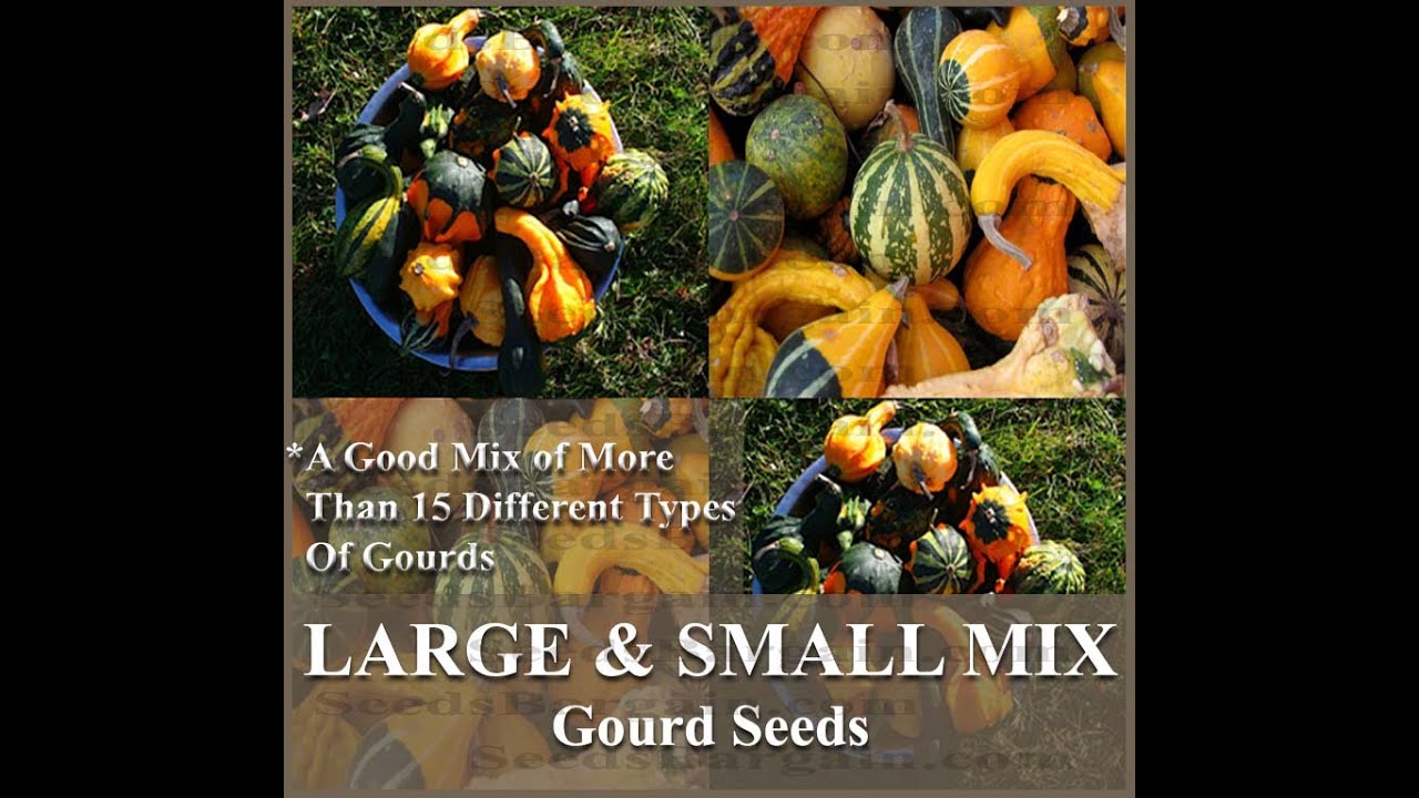 LARGE & SMALL MIX Gourds seeds - More Than 15 DIFFERENT TYPES, SEEDS on ...