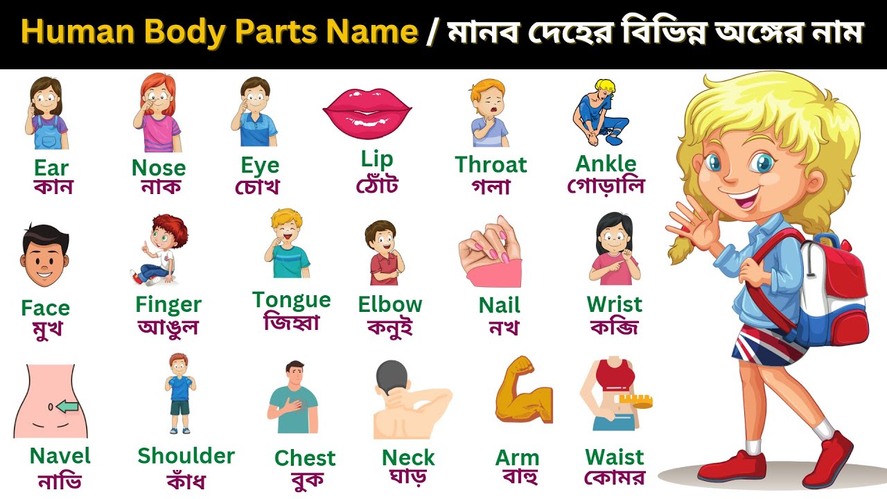 100 Body Parts Name In English And Bengali Age - Infoupdate.org