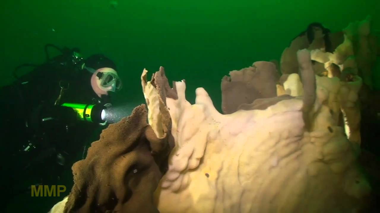 Exploring the Cloud Sponges at Saanich Inlet - YouTube