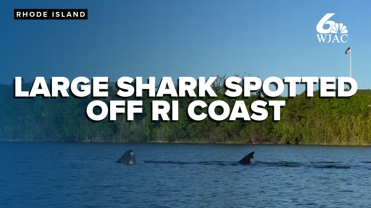 20-foot Basking shark spotted off Rhode Island coast - YouTube