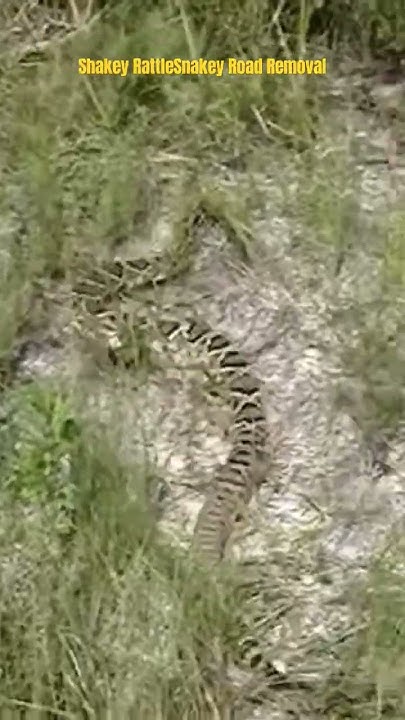 Shakey Snakey Road Removal (HUGE Diamondback) - YouTube