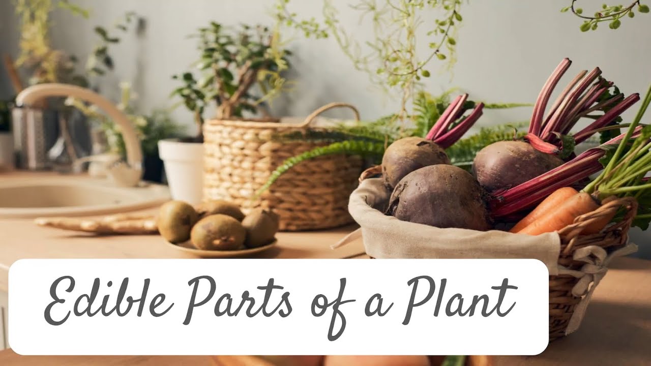 Edible Parts of a Plant | Grades 1 & 2 | Science - YouTube