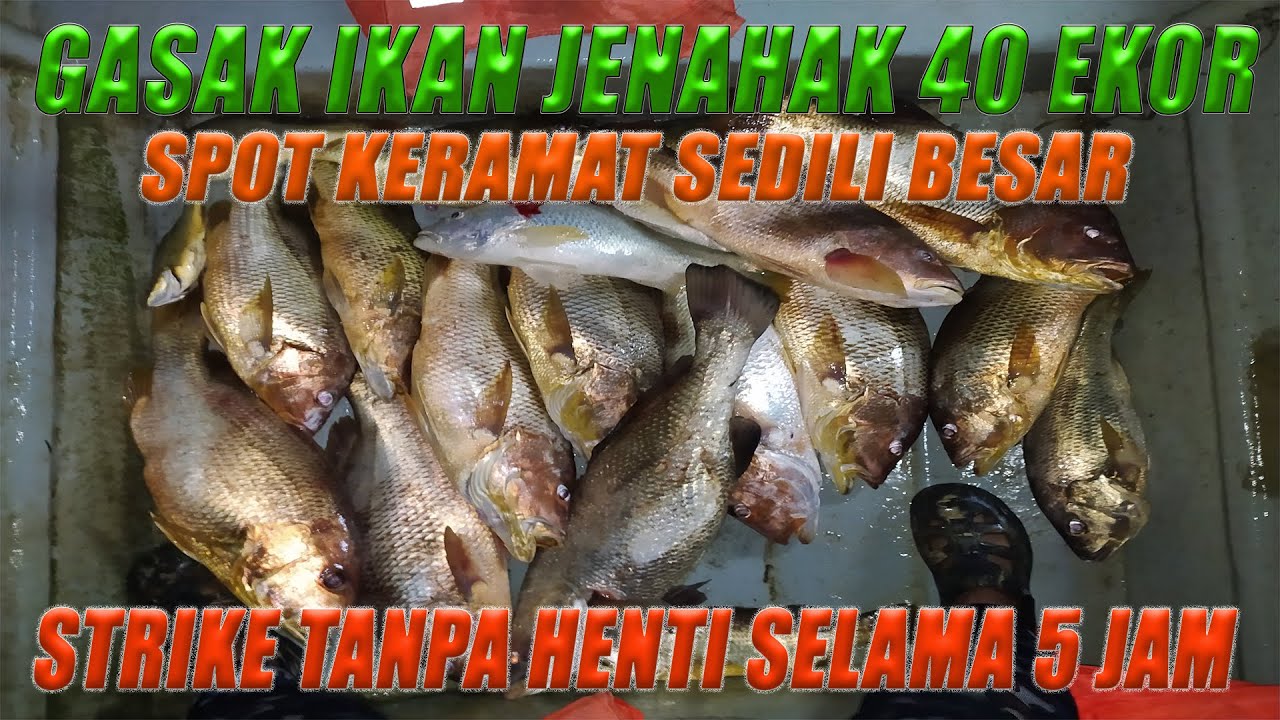 MANCING IKAN JENAHAK - GASAK BERTUBI-TUBI DI SEDILI BESAR. #mancing # ...