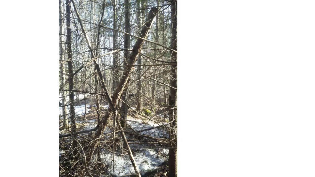 Sasquatch Tree Structures - Language of the Forest - YouTube