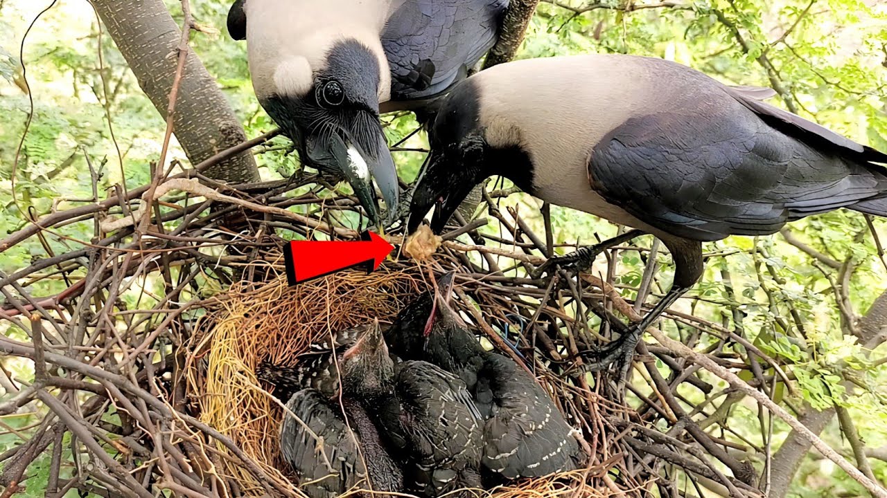 Crow take meat and share it with cuckoo's babies @BirdPlusNature - YouTube