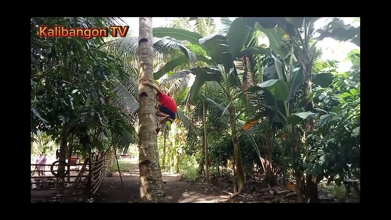 [Kawatan Og lobey] - YouTube