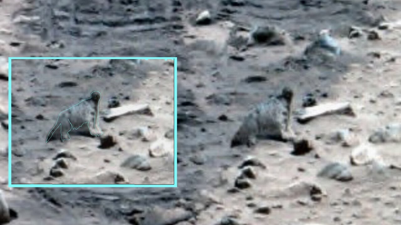 Strange creature on Mars? - YouTube