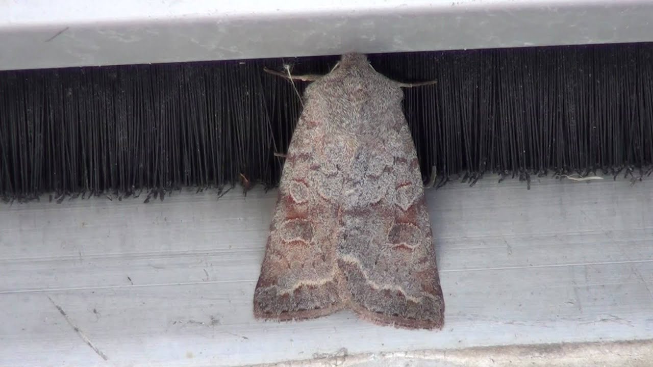 Speckled Green Fruitworm Moth (Noctuidae: Orthosia hibisci) - YouTube