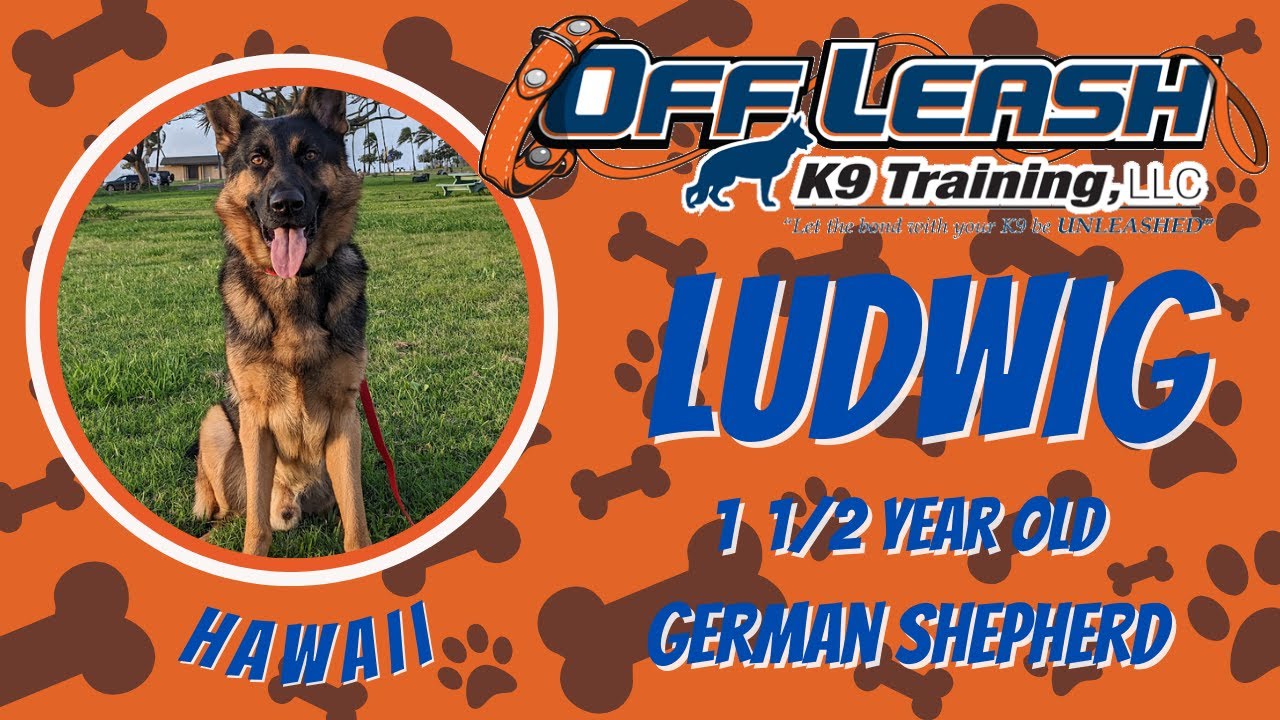 LUDWIG / German Shepherd Dog / Amazing Off Leash Obedience - YouTube