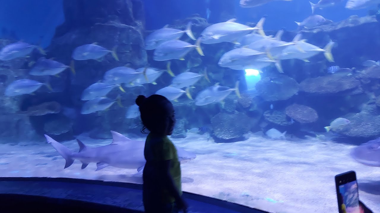 VGP Marine Kingdom Chennai | Fish Aquarium | Explore 2024 - YouTube