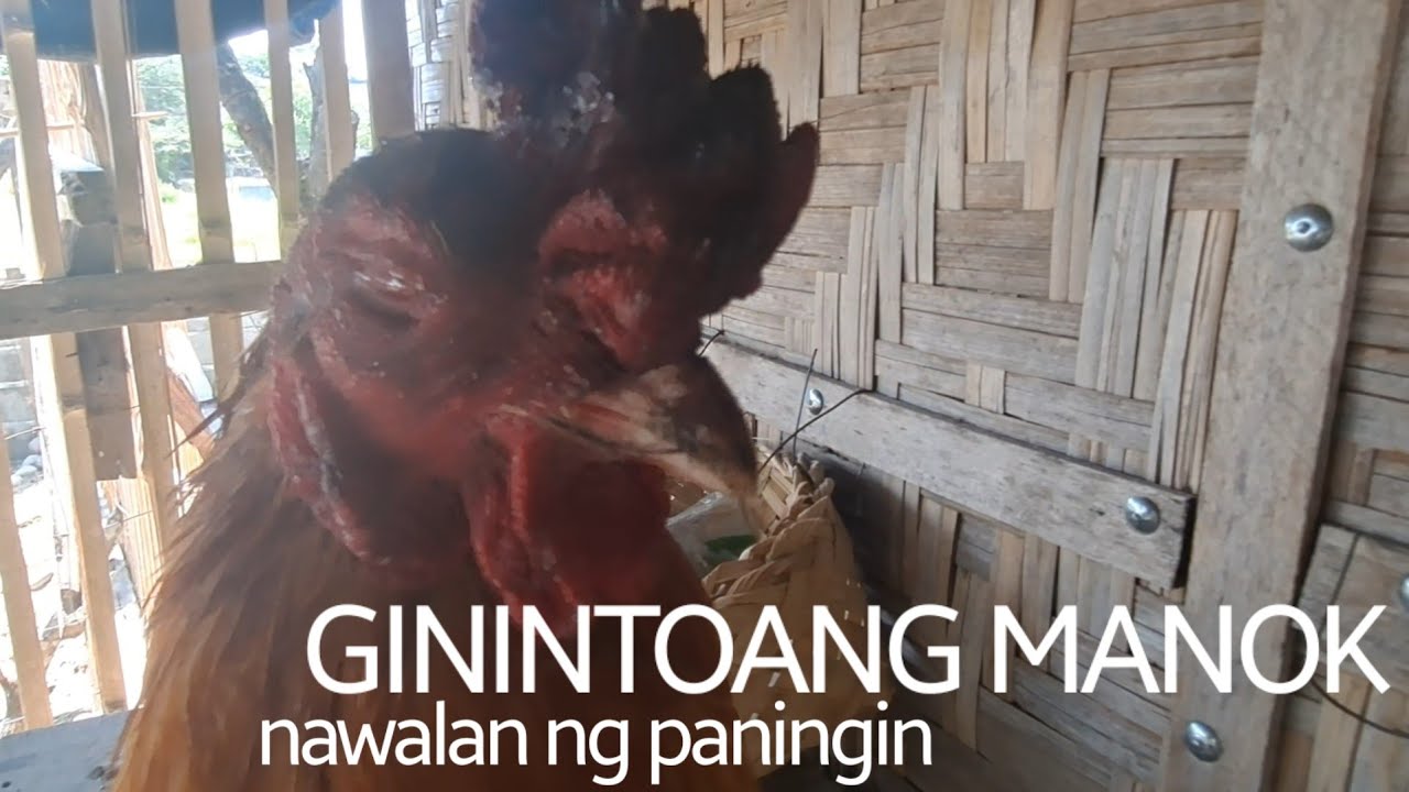 MUNTIK NA ANG MANOK KO NA YELO - YouTube