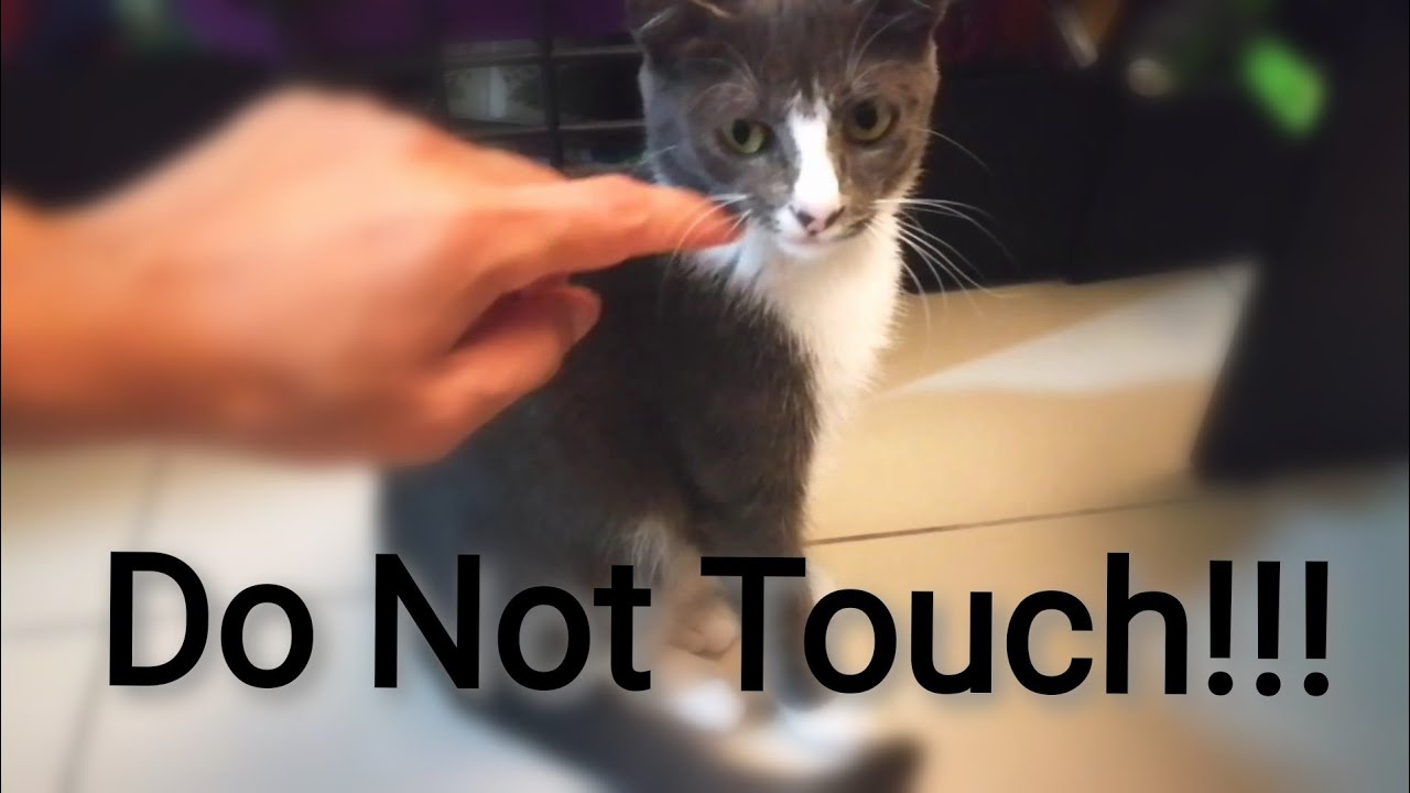 Do not poke the cat - YouTube