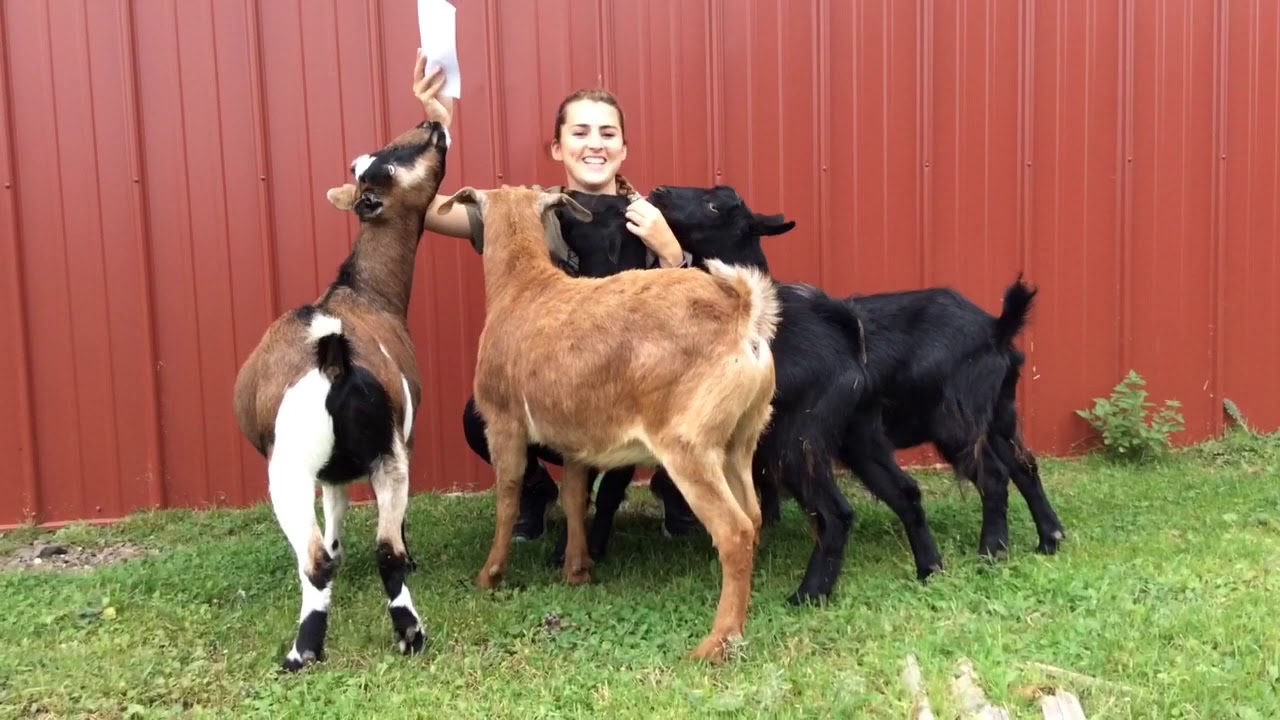 The Five Little Goats - YouTube