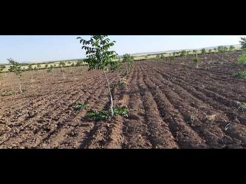 57- 2000 fidanlı Chandler Ceviz bahcesi Yaz budaması yapıyoruz, 7x7dikim, Şanlıurfa Hilvan