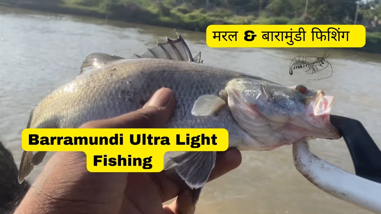 Barramundi on Ultra Light Lure in River| बारामुंडी | जिताडा | - YouTube