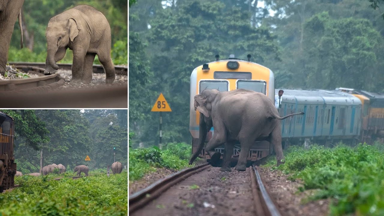 Wild Elephants get into the railway track - YouTube