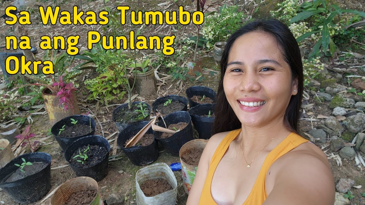 Tumubo na ang Punla nating Okra - YouTube