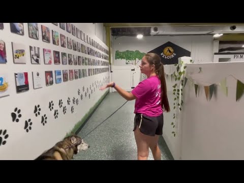 Tour inside doggie daycare at House of Dog Retreat & Spa